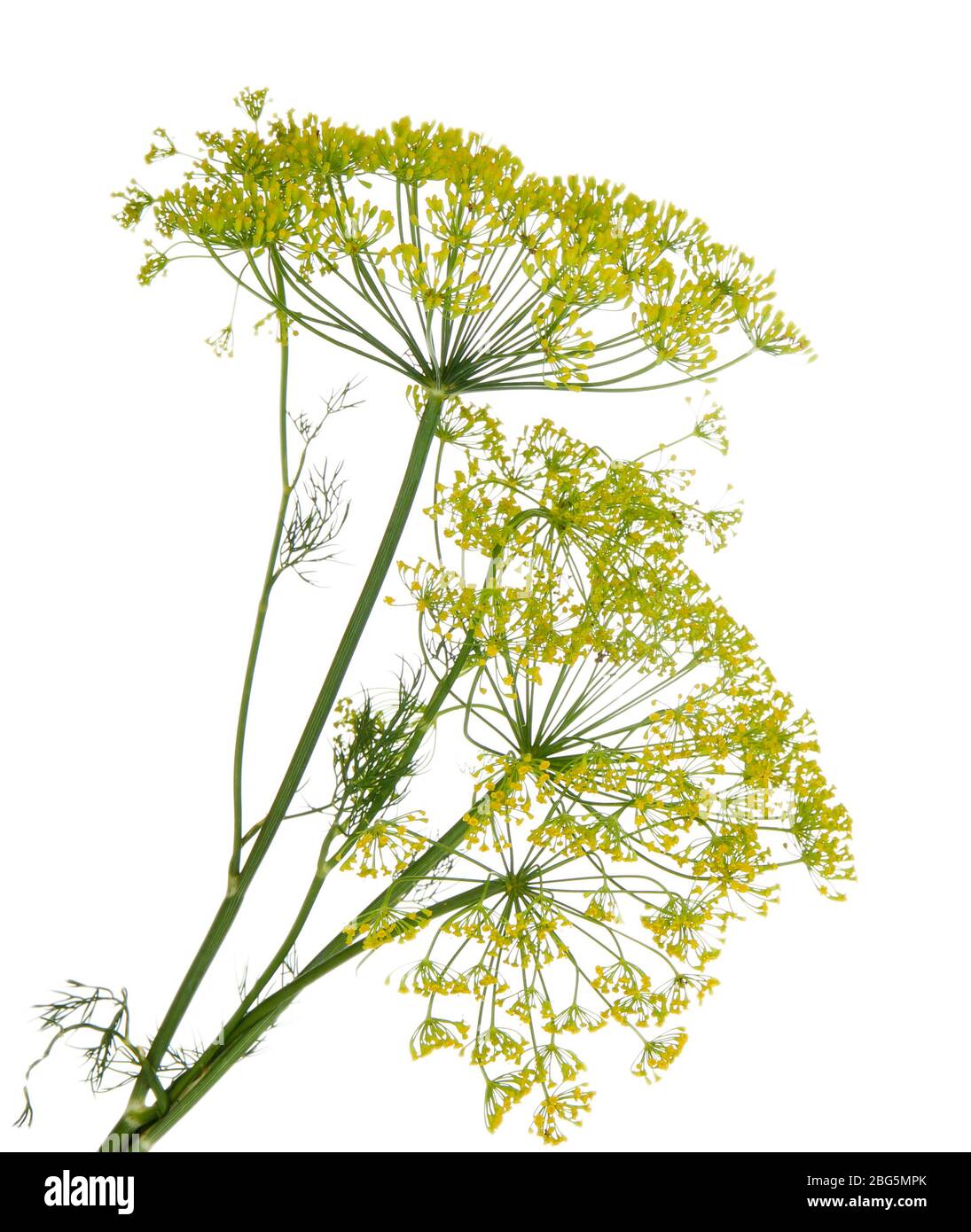 Dill flower isolated on white Stock Photo - Alamy