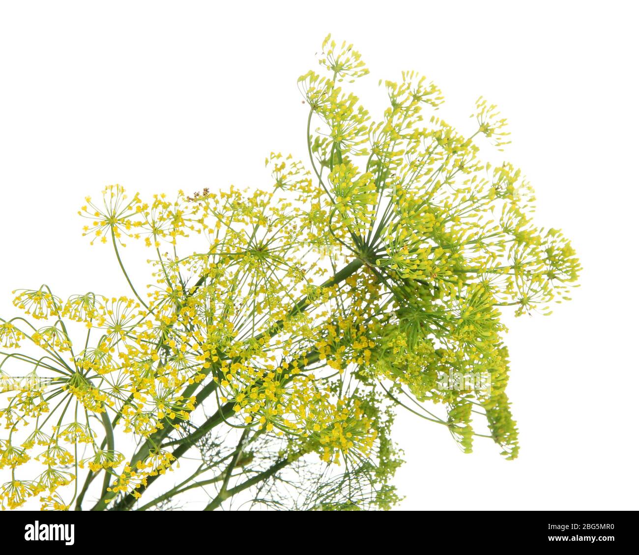 Dill flower isolated on white Stock Photo - Alamy