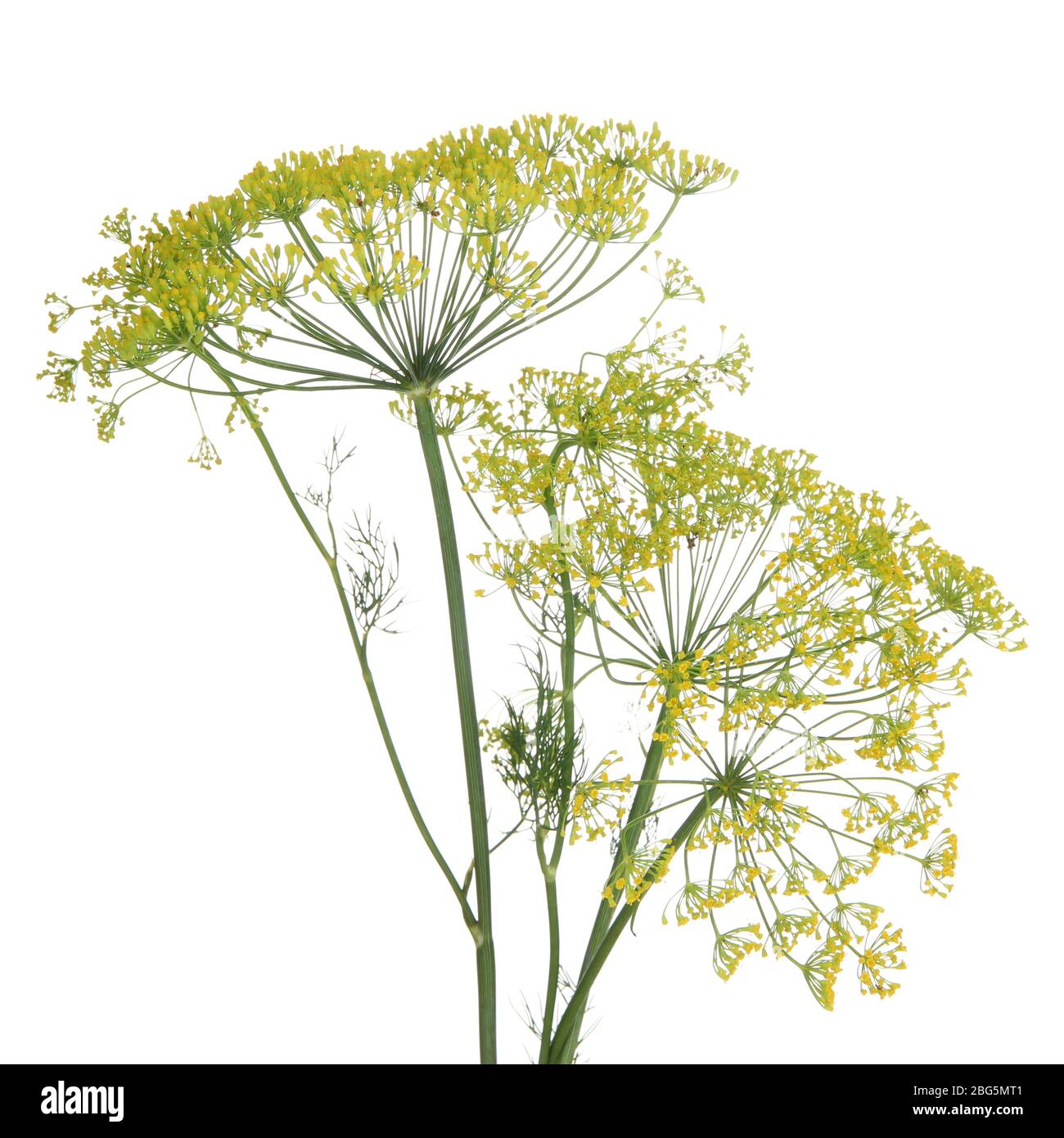 Dill flower isolated on white Stock Photo - Alamy