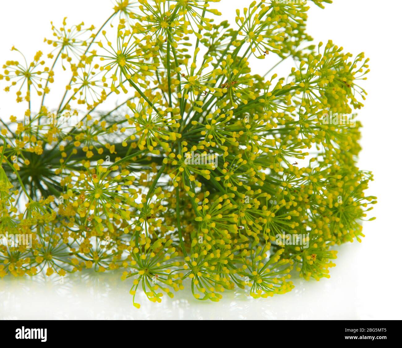 Dill flower isolated on white Stock Photo - Alamy