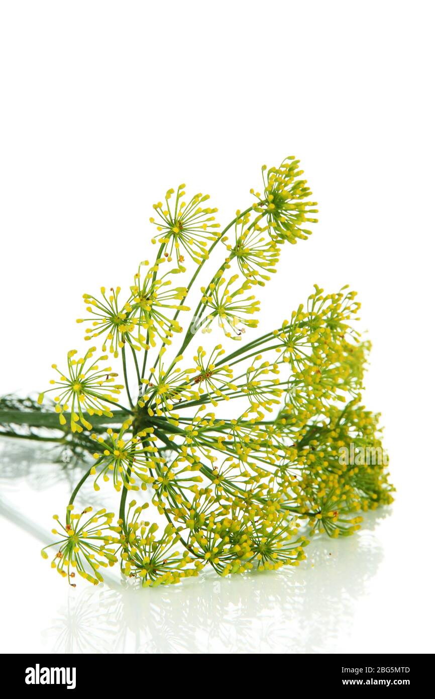 Dill flower isolated on white Stock Photo - Alamy
