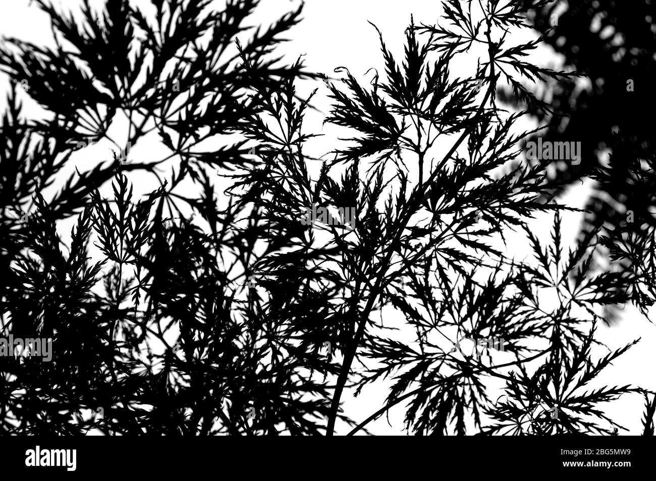 Silhouette tree branches and leaves in nature Stock Photo - Alamy