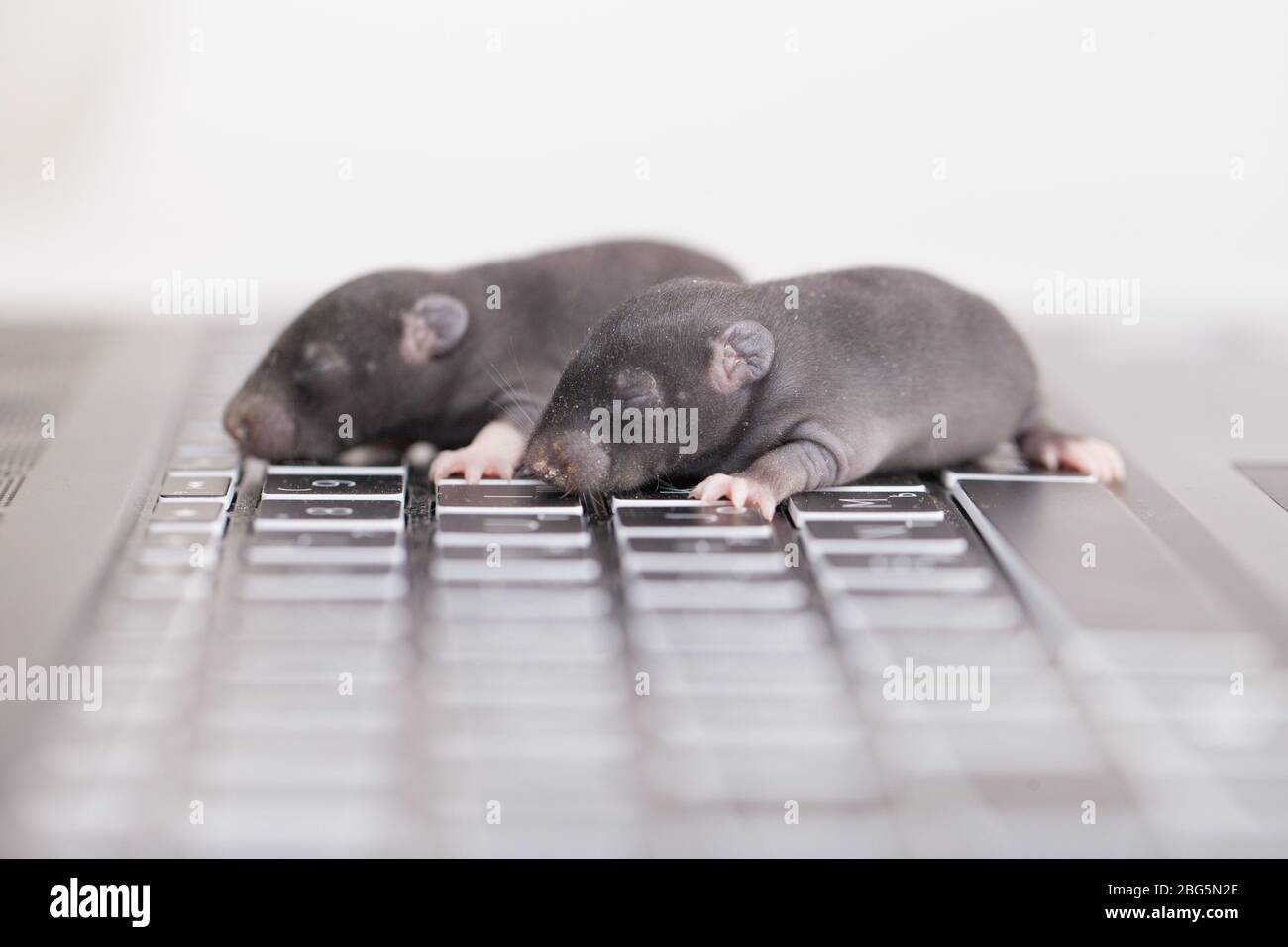 Hacker and computer hacking concept. Little dark mice on gadgets ...