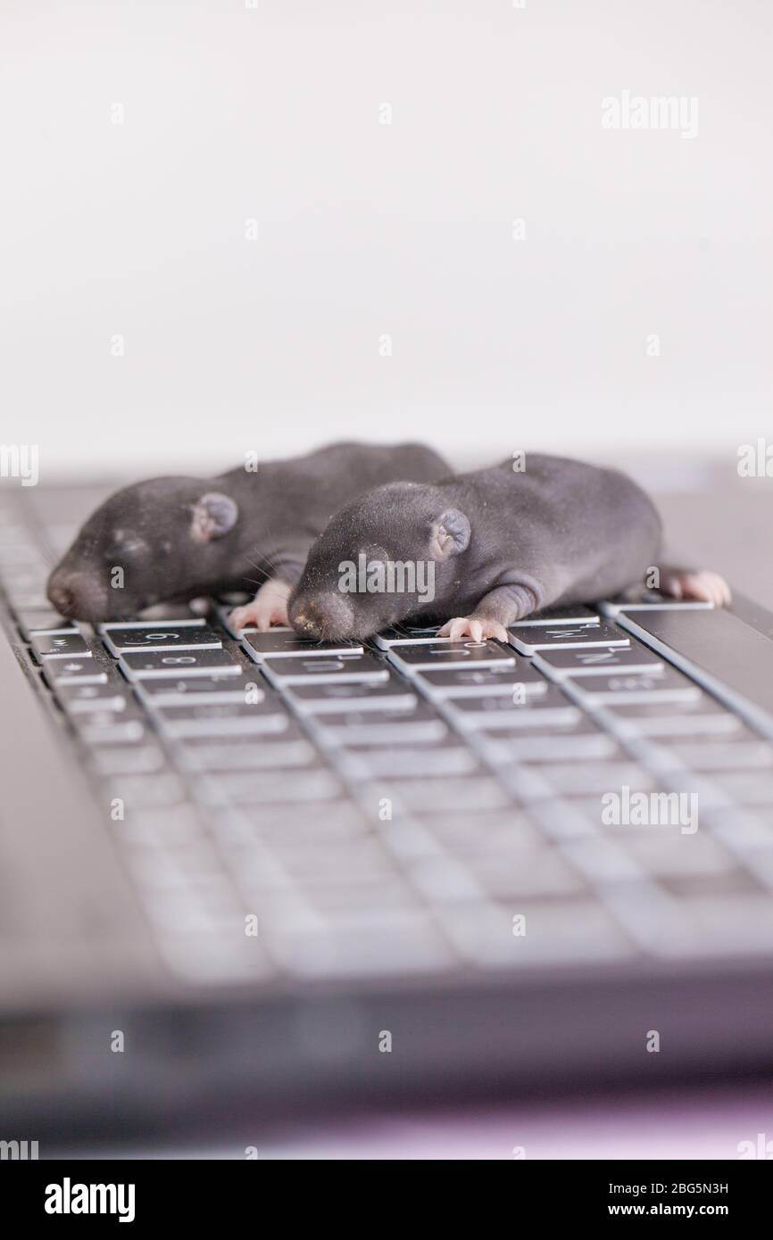 Hacker and computer hacking concept. Little dark mice on gadgets ...