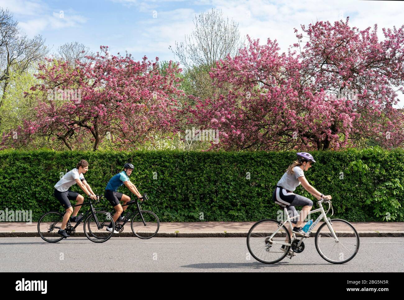 Regent’s Park’s Outer Ring is very popular with excercise bikers.Each ...
