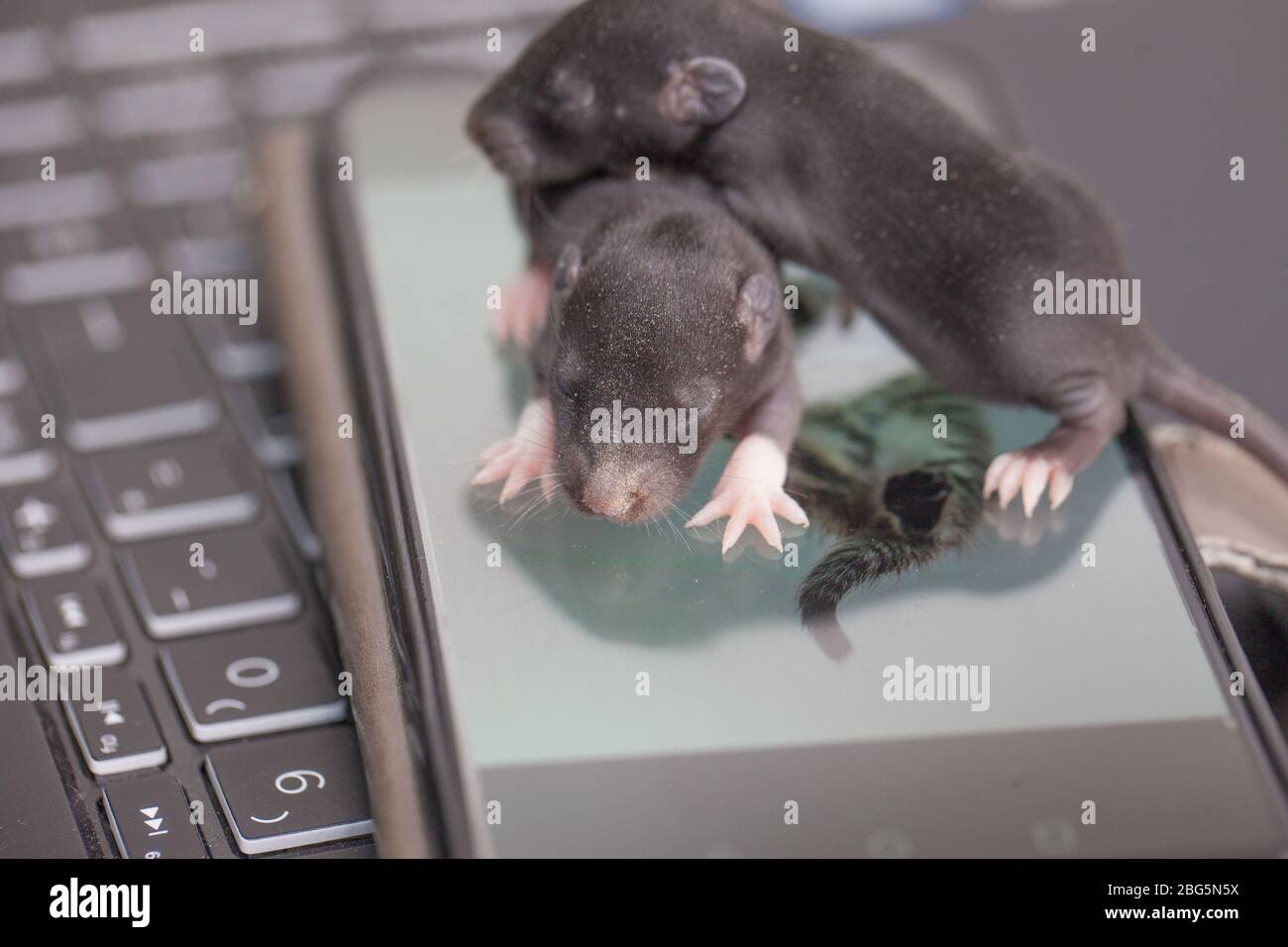 Hacker and computer hacking concept. Little dark mice on gadgets ...