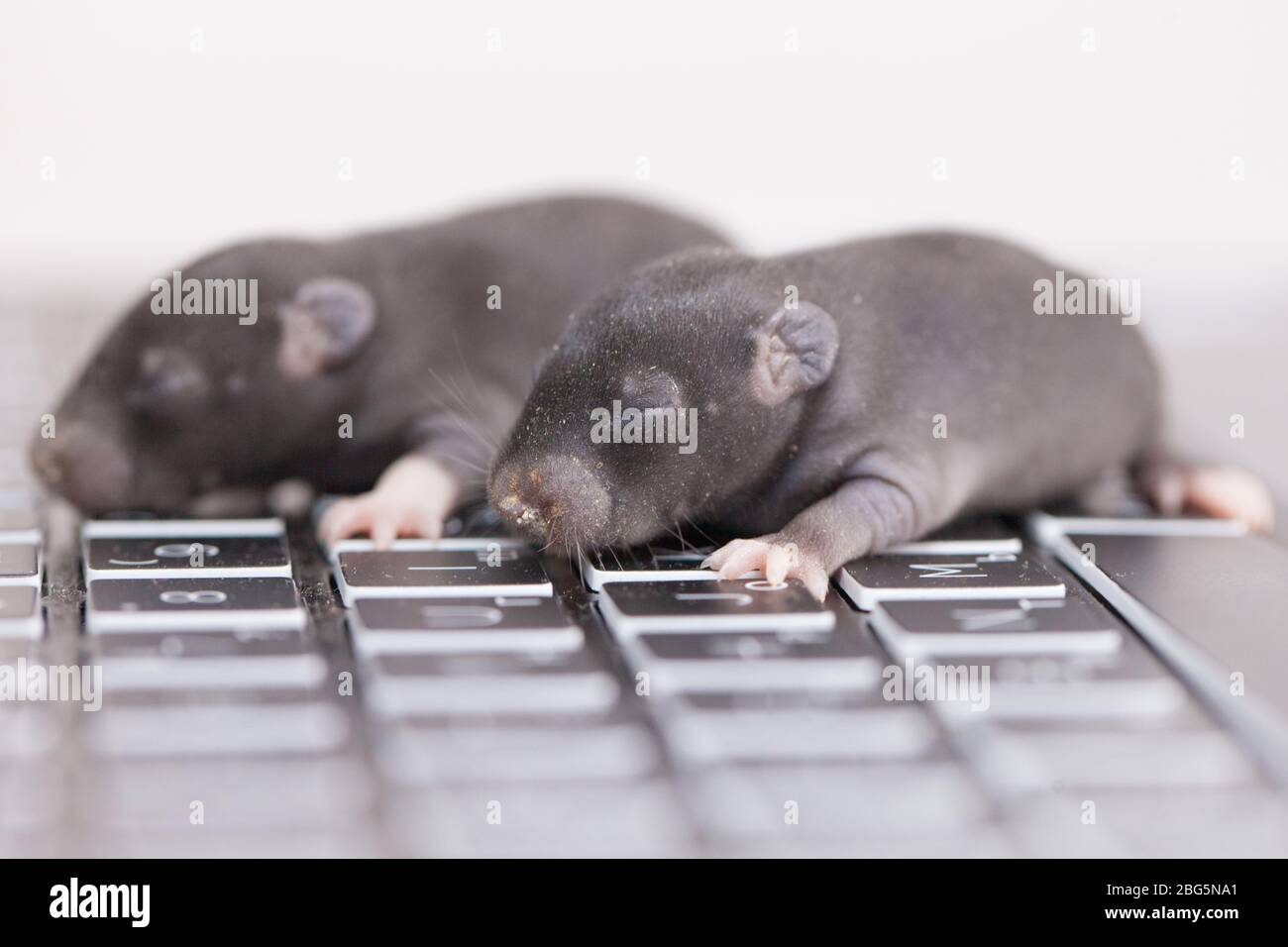 Hacker and computer hacking concept. Little dark mice on gadgets ...