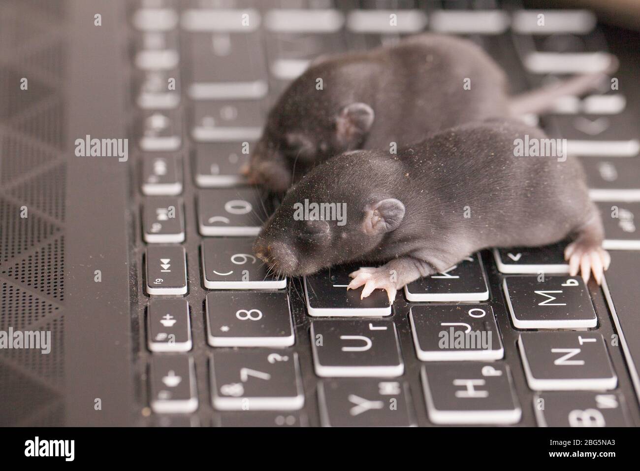 Hacker and computer hacking concept. Little dark mice on gadgets ...