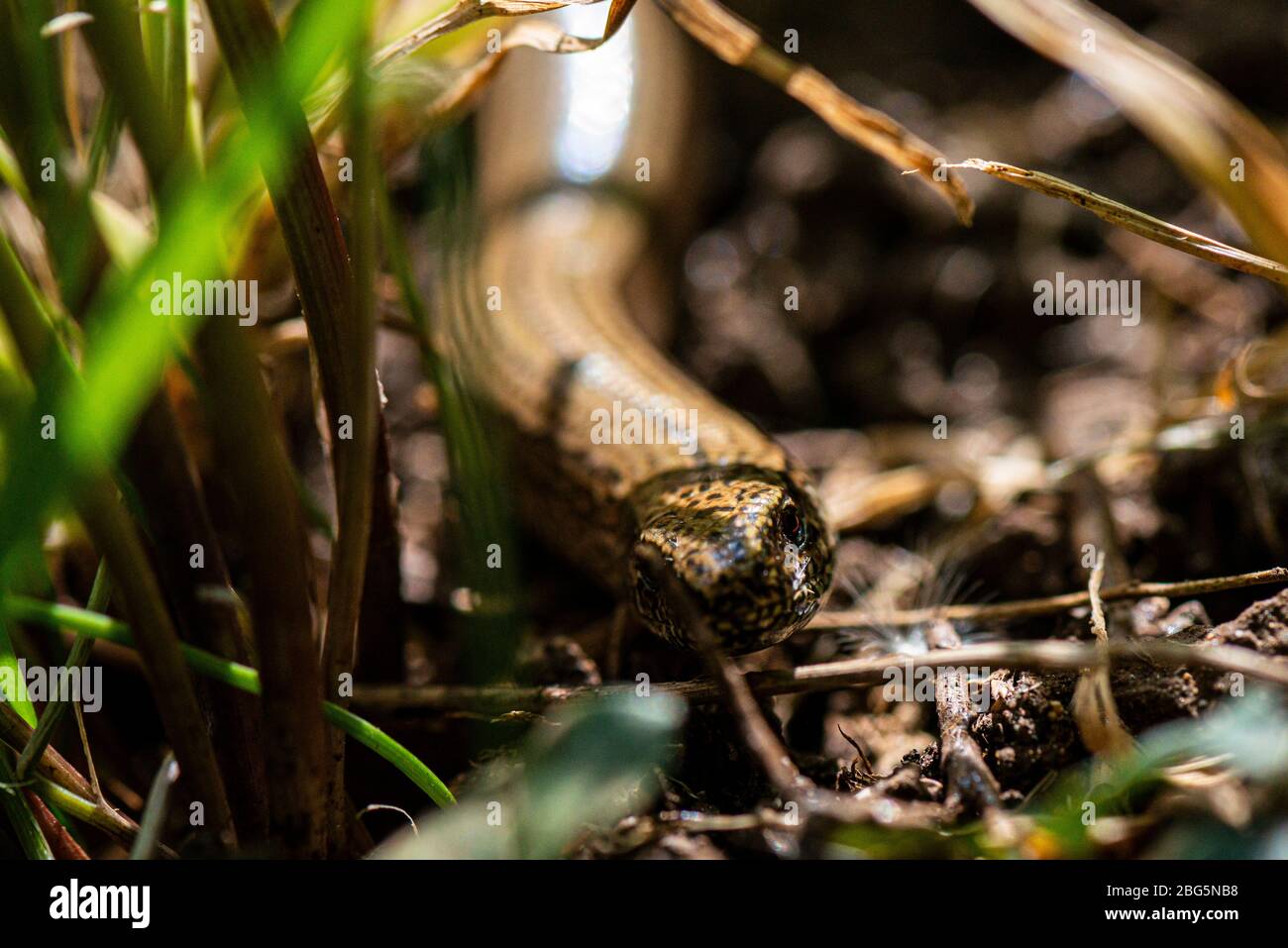 Slow worm uk spring hi-res stock photography and images - Alamy