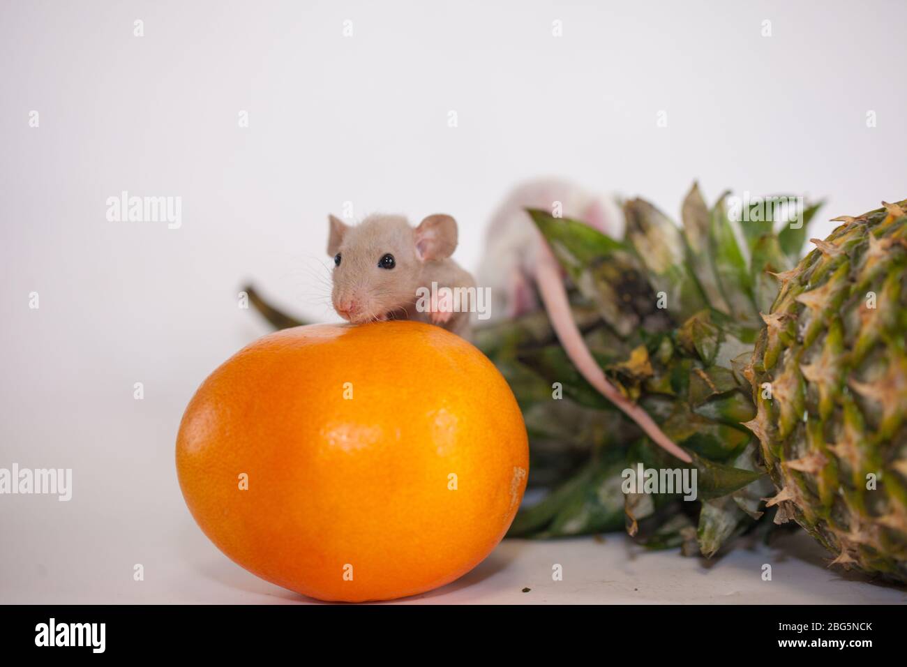 Mice eat orange and pineapple. Funny animals with food Stock Photo - Alamy