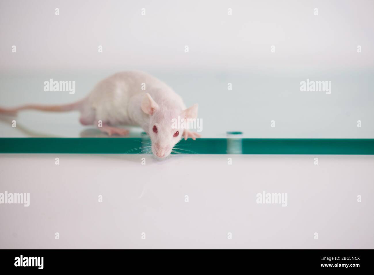 Creation of a vaccine. Laboratory experiments on rats Stock Photo - Alamy