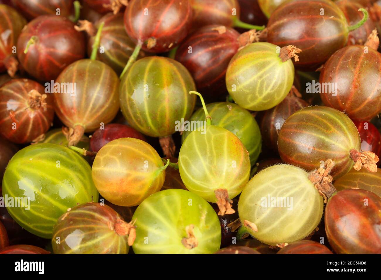 Fresh gooseberries isolated on white Stock Photo - Alamy