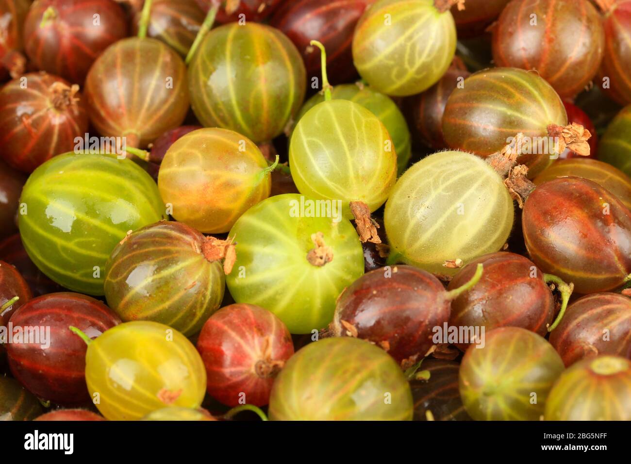 Fresh gooseberries isolated on white Stock Photo - Alamy