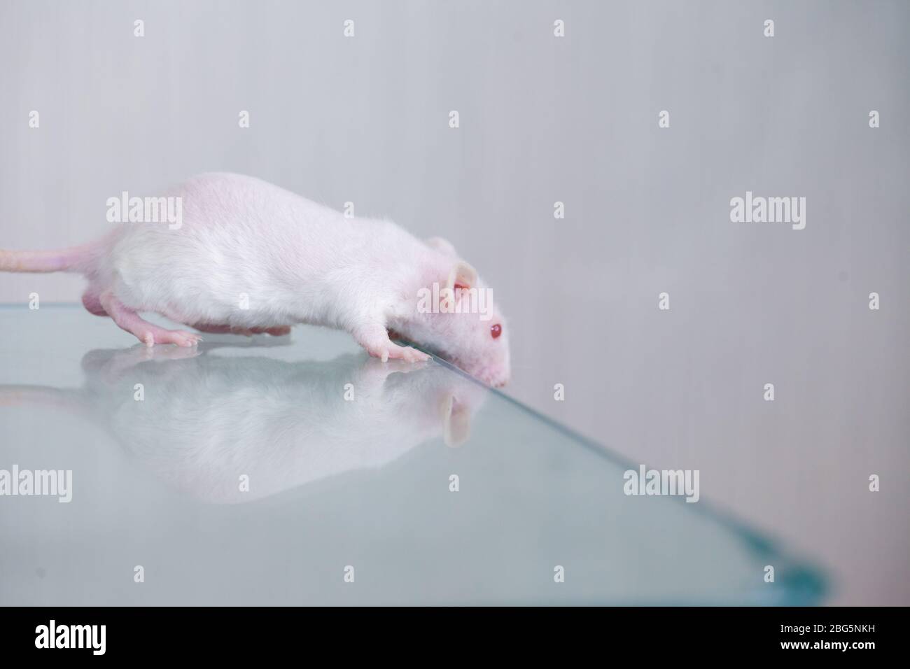 Creation of a vaccine. Laboratory experiments on rats Stock Photo - Alamy