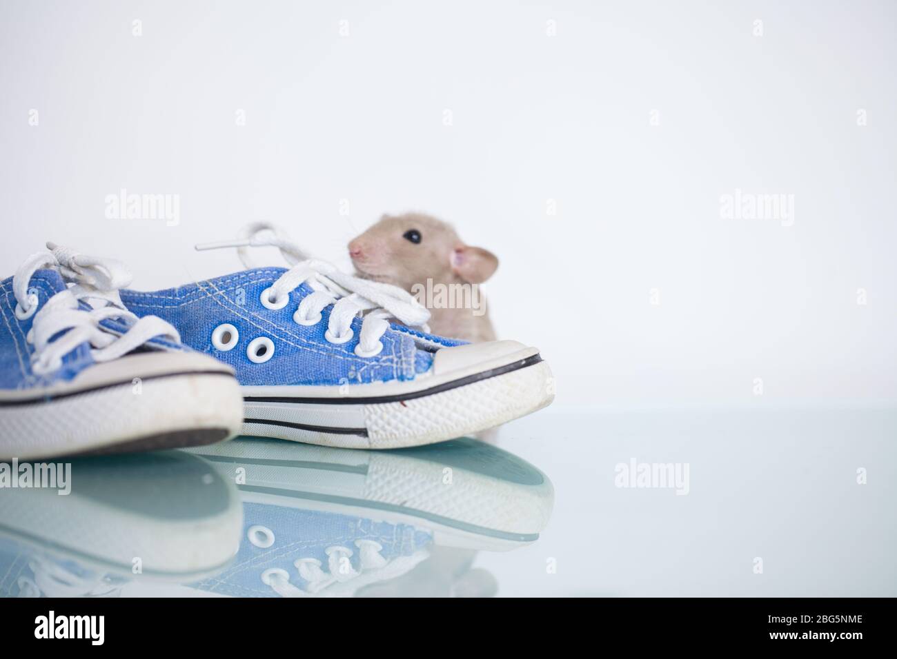 Rat kid hiding in sports sneakers on a white background Stock Photo - Alamy
