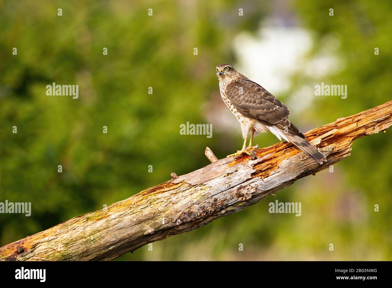 Surprised sparrowhawk sitting on bough in summer nature with copy space ...