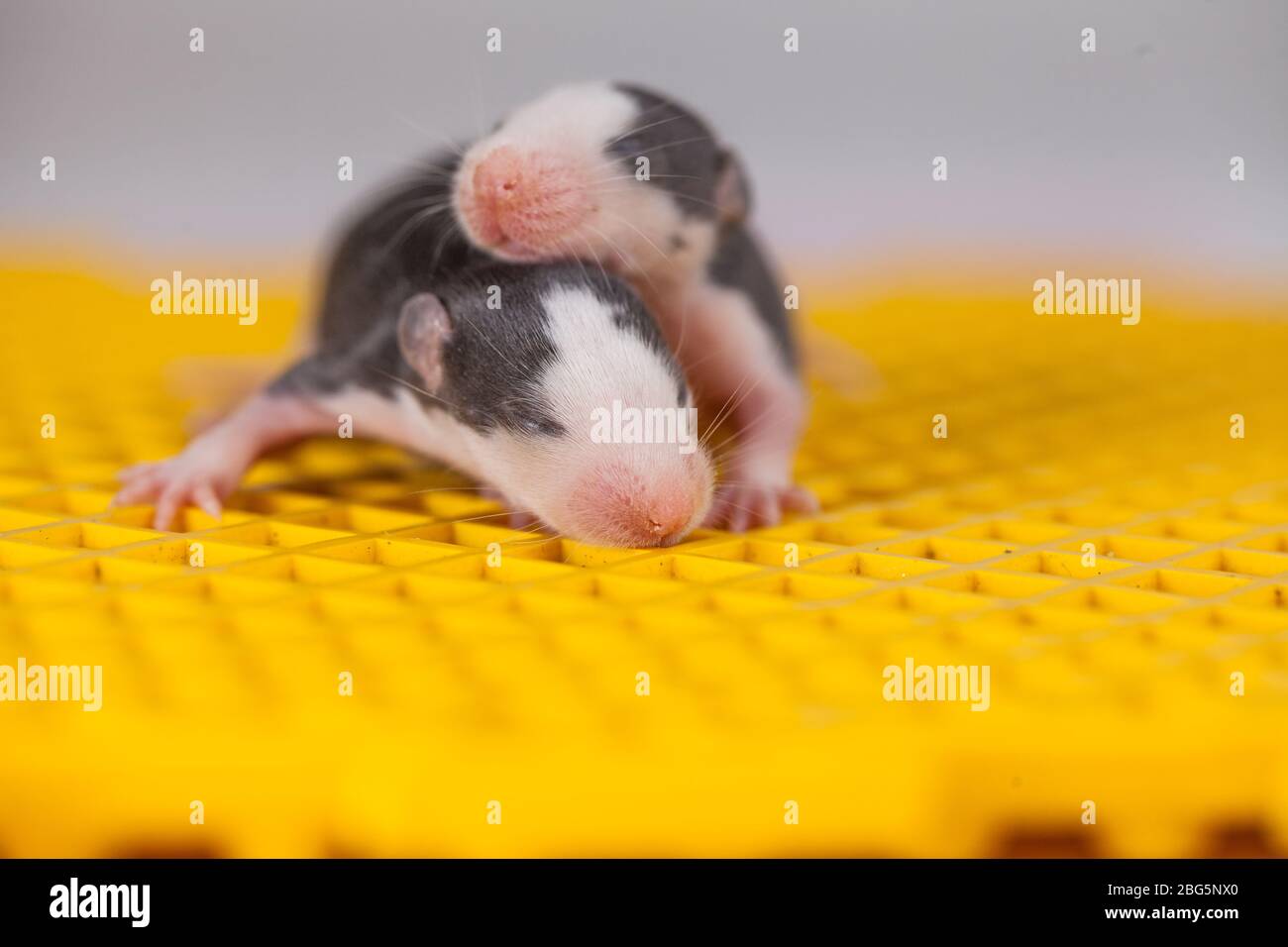 Rat kid on a huge piece of flavored cheese. Favorite rodent treat Stock ...