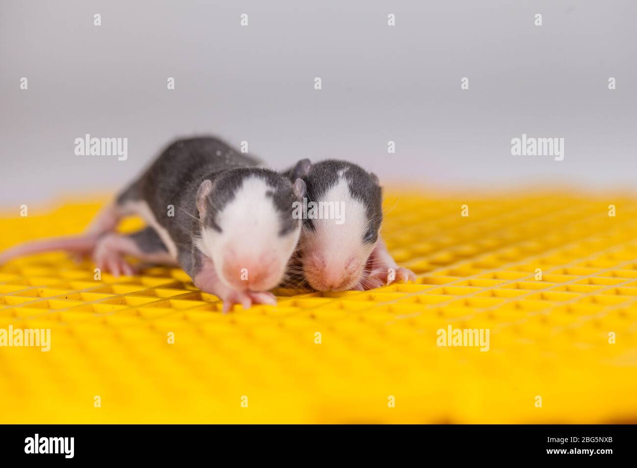 Rat kid on a huge piece of flavored cheese. Favorite rodent treat Stock ...