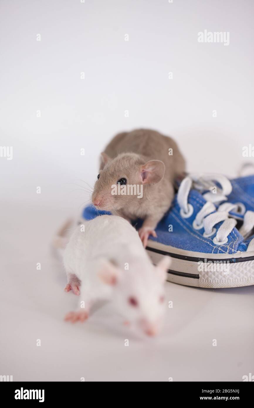 Laboratory mice eat hi-res stock photography and images - Alamy