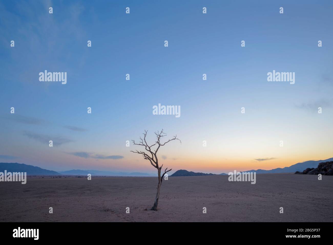 Lone dry tree in the desert Stock Photo - Alamy