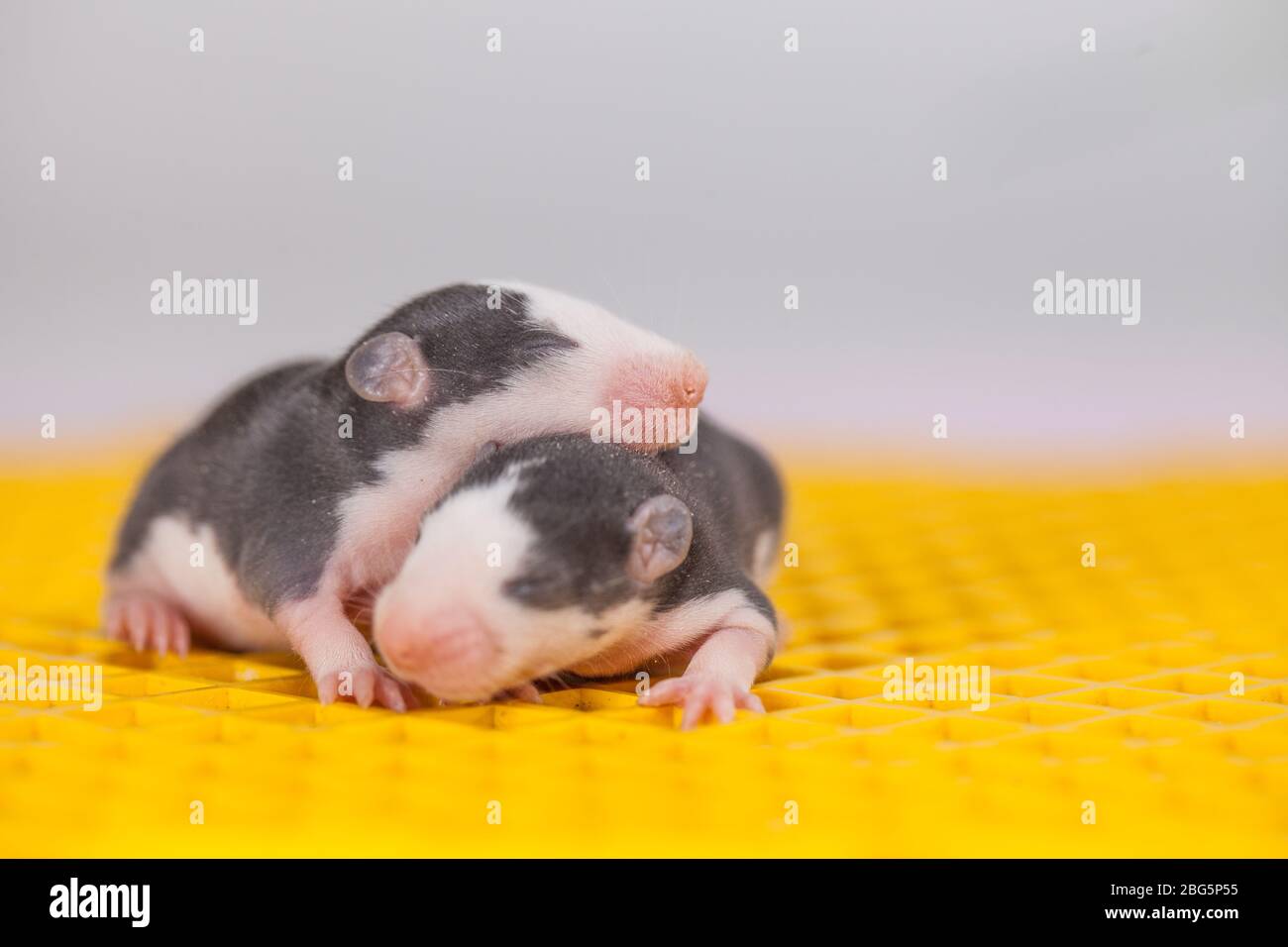 Rat kid on a huge piece of flavored cheese. Favorite rodent treat Stock ...