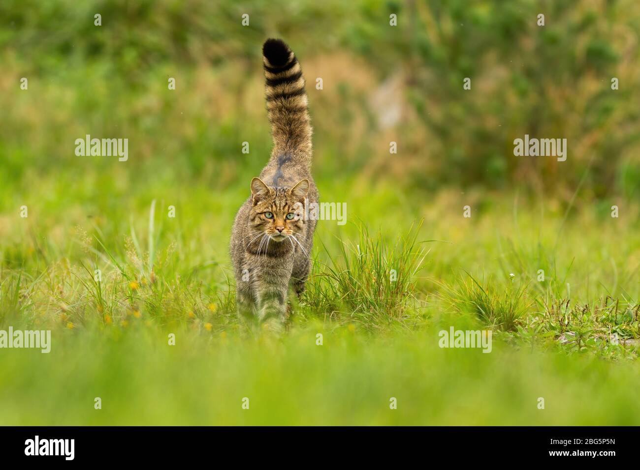 Curious european wildcat hunting with tail held high up on summer ...