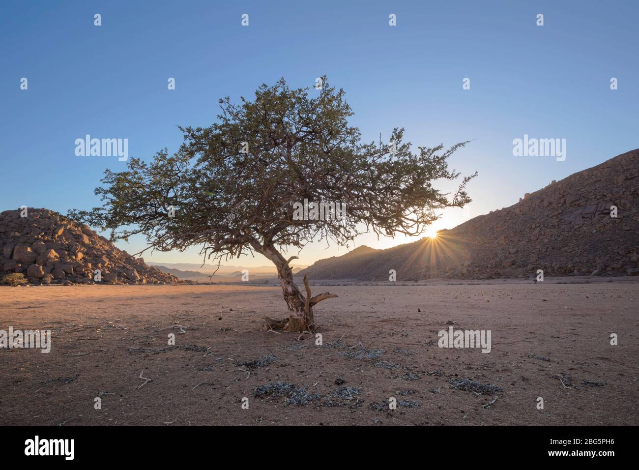 Small lone tree at sunrise Stock Photo - Alamy
