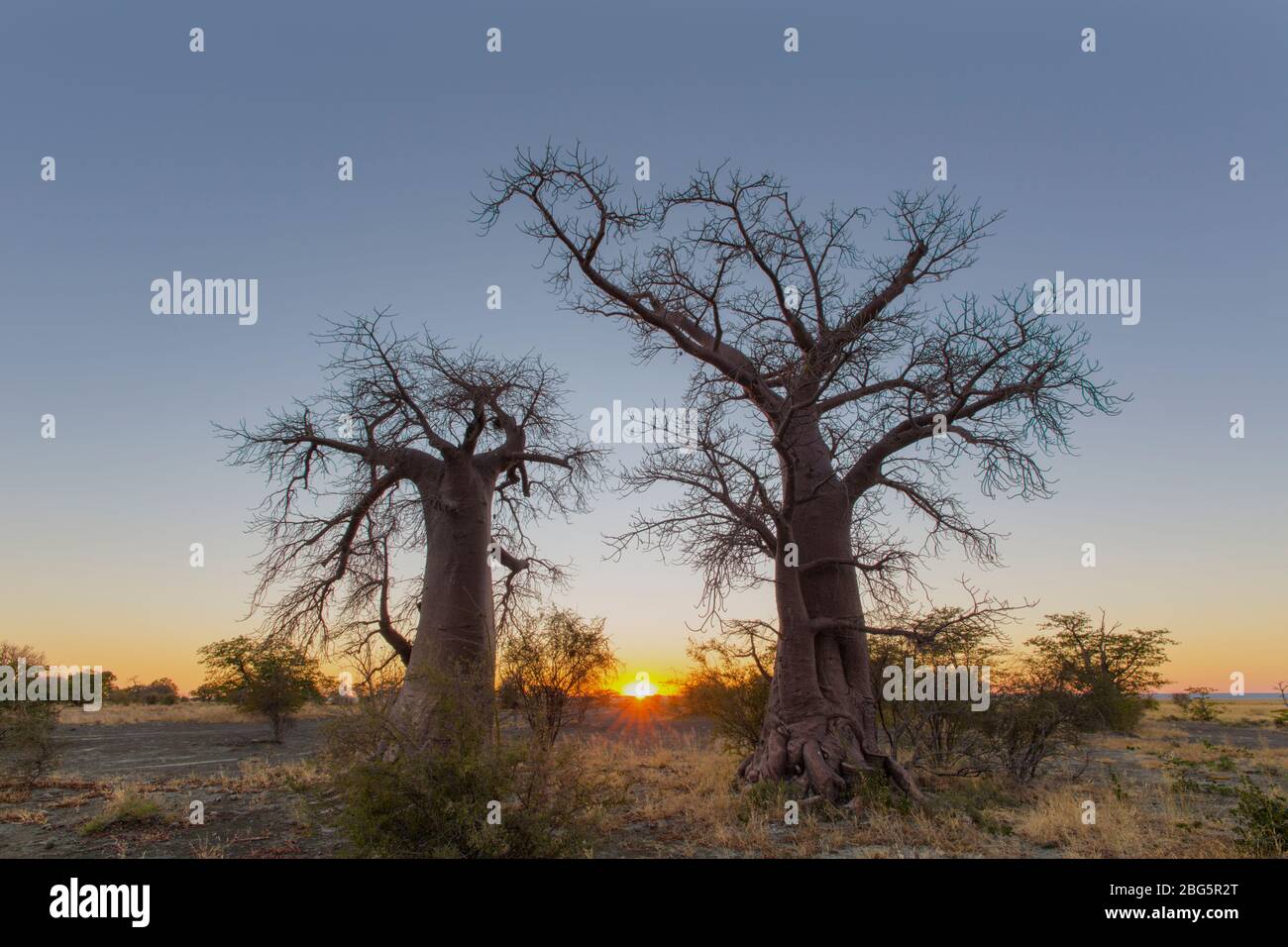 Young baobab tree hi-res stock photography and images - Alamy