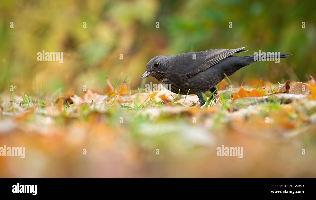 Common blackbird female sitting on clearing with grass and orange leafs ...