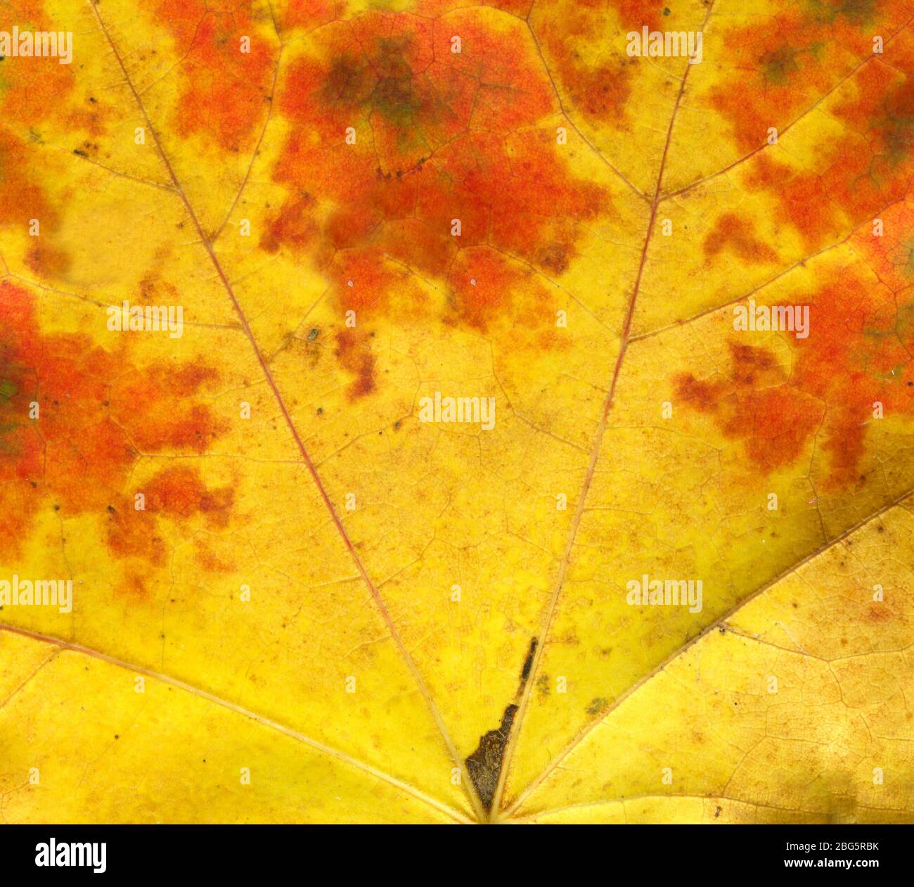 Texture background autumn leaf. Fall foliage texture. Autumn leaf veins ...
