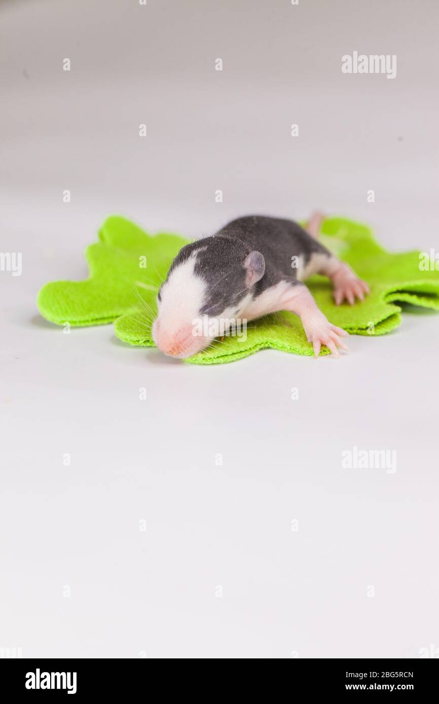 Hello summer, little cute mice among flowers on a bright green ...