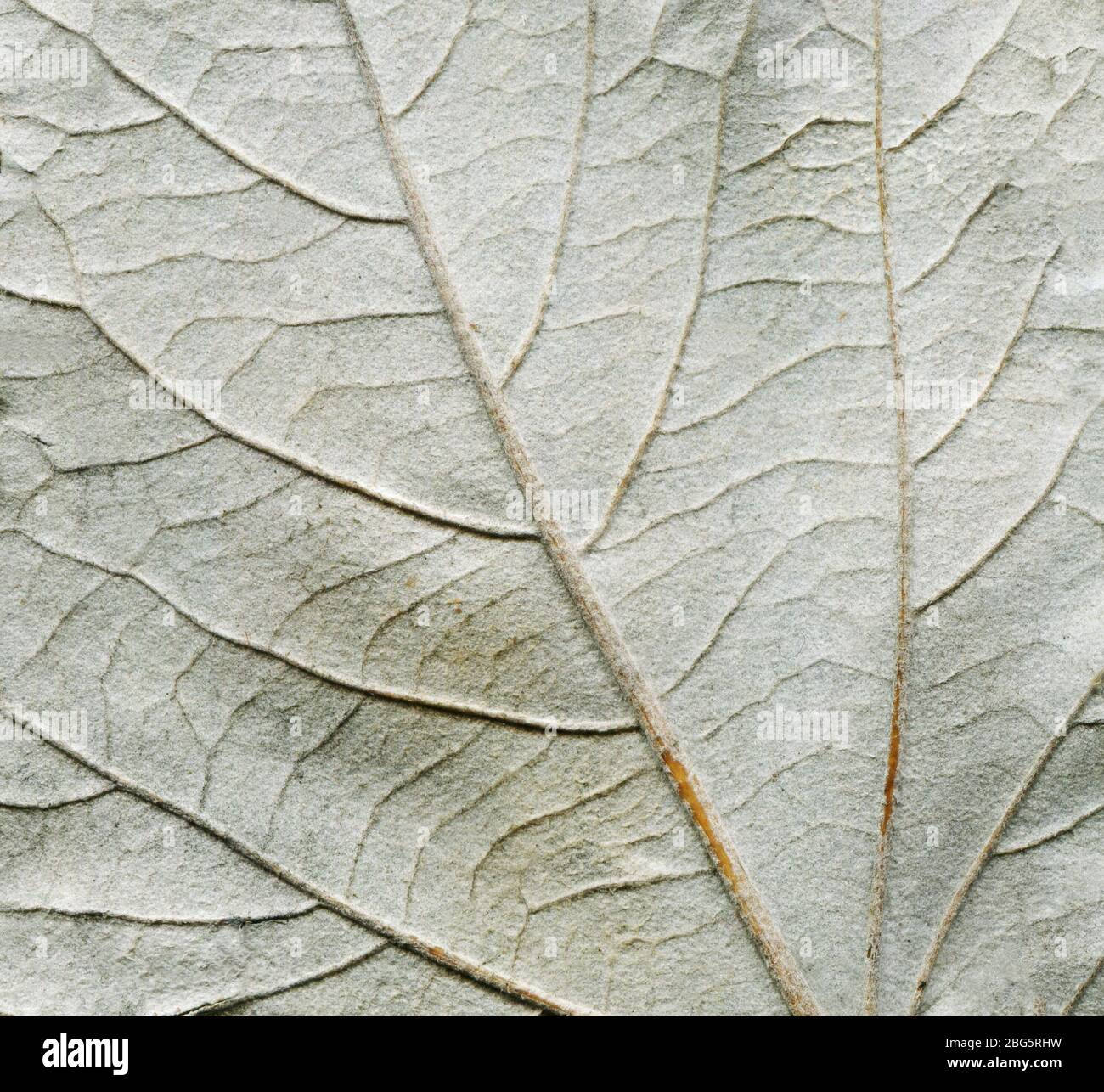 Autumn aspen leaf backside texture. Silver aspen leaf Stock Photo - Alamy