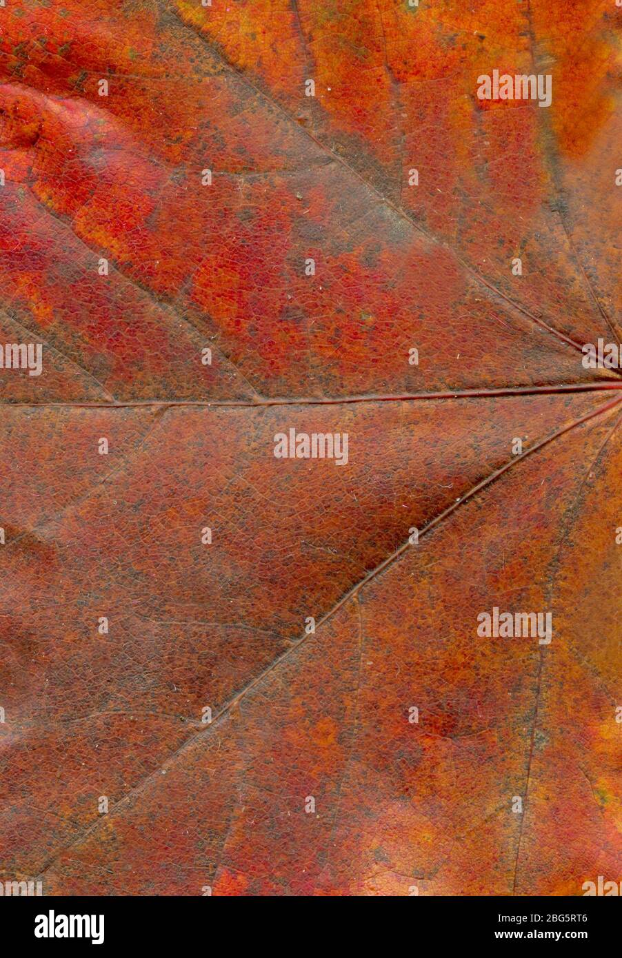 Yellow orange brown color leaf macro view photo. Beautiful bright ...