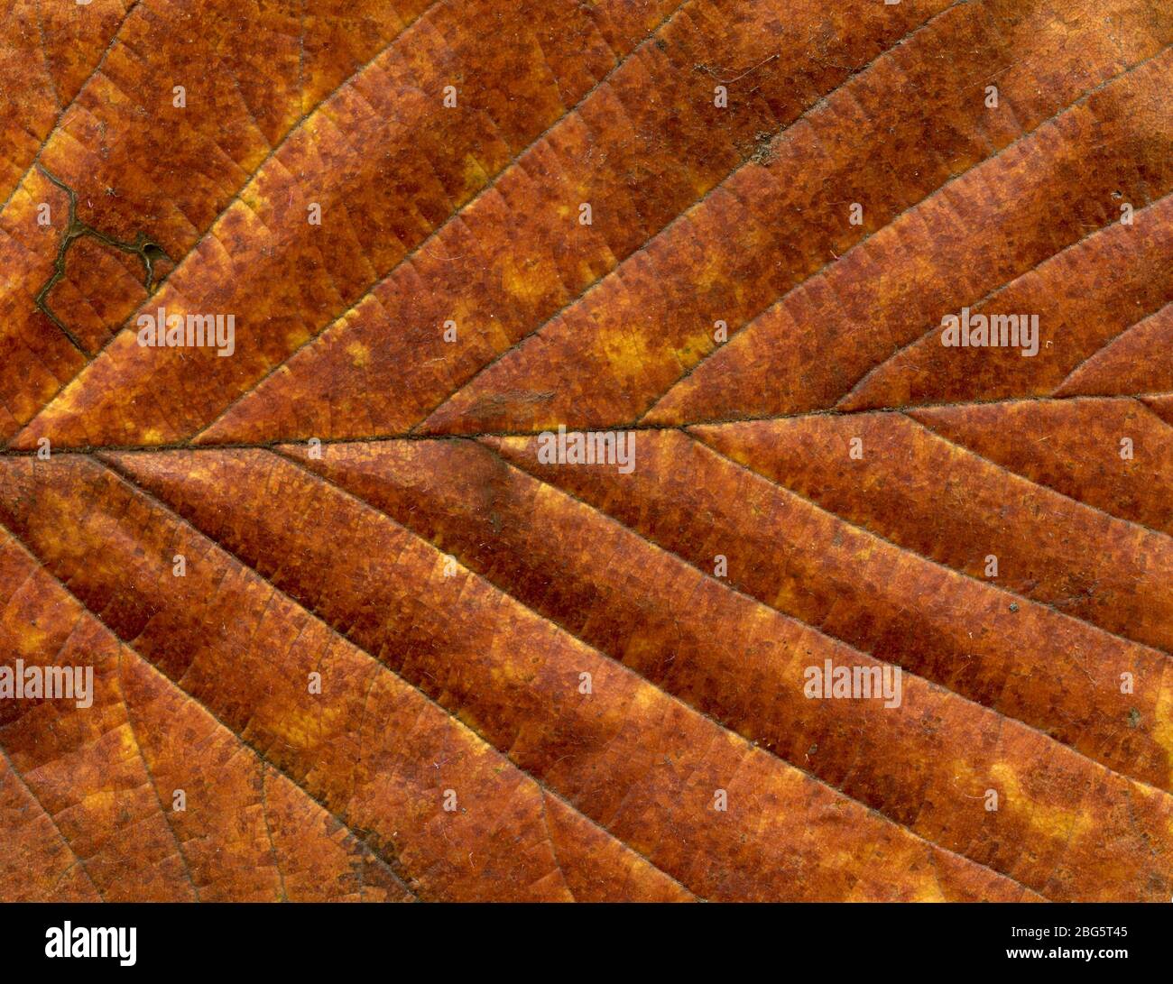 Yellow orange brown color leaf macro view photo. Beautiful bright ...