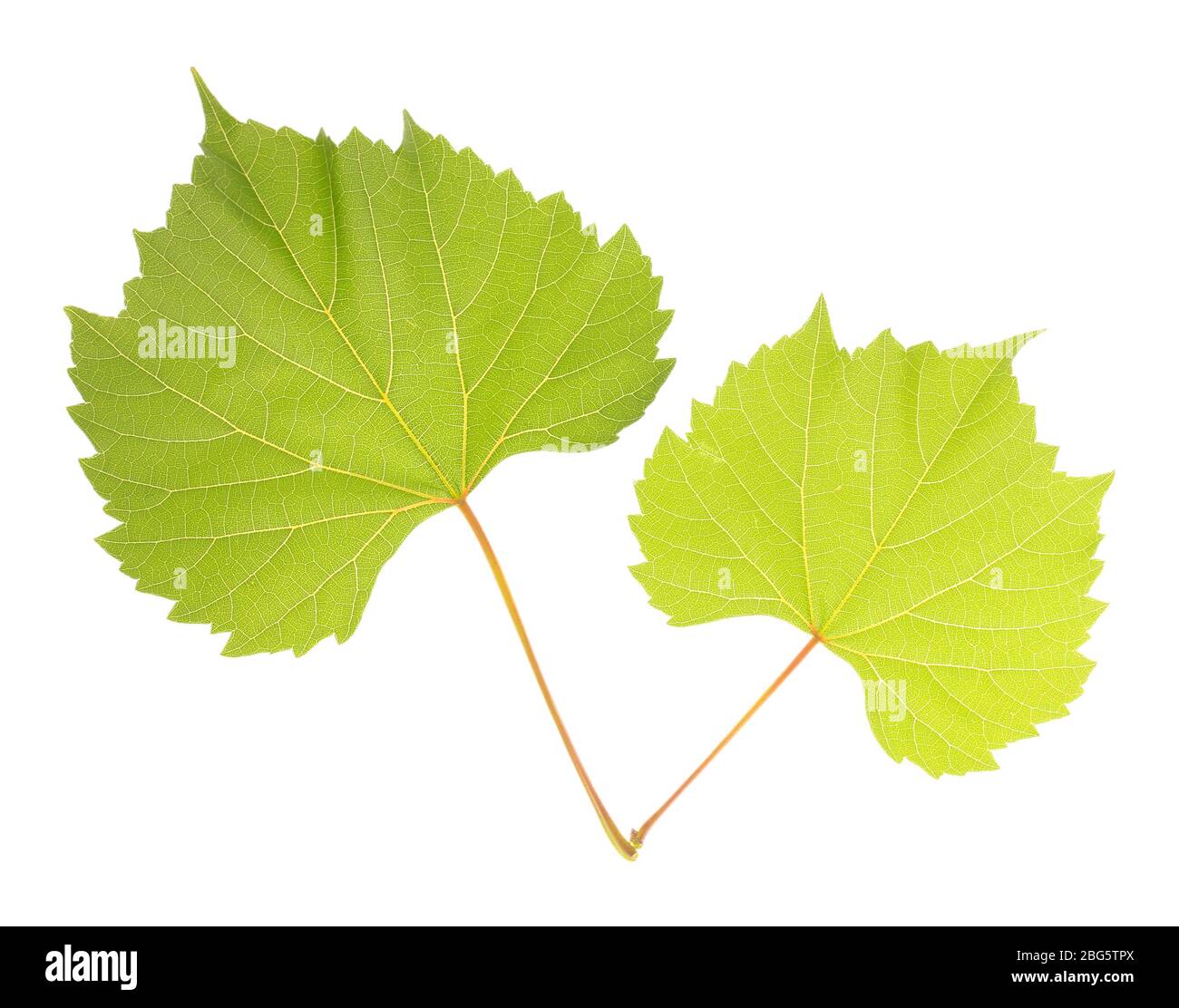 White grape leafs hi-res stock photography and images - Alamy