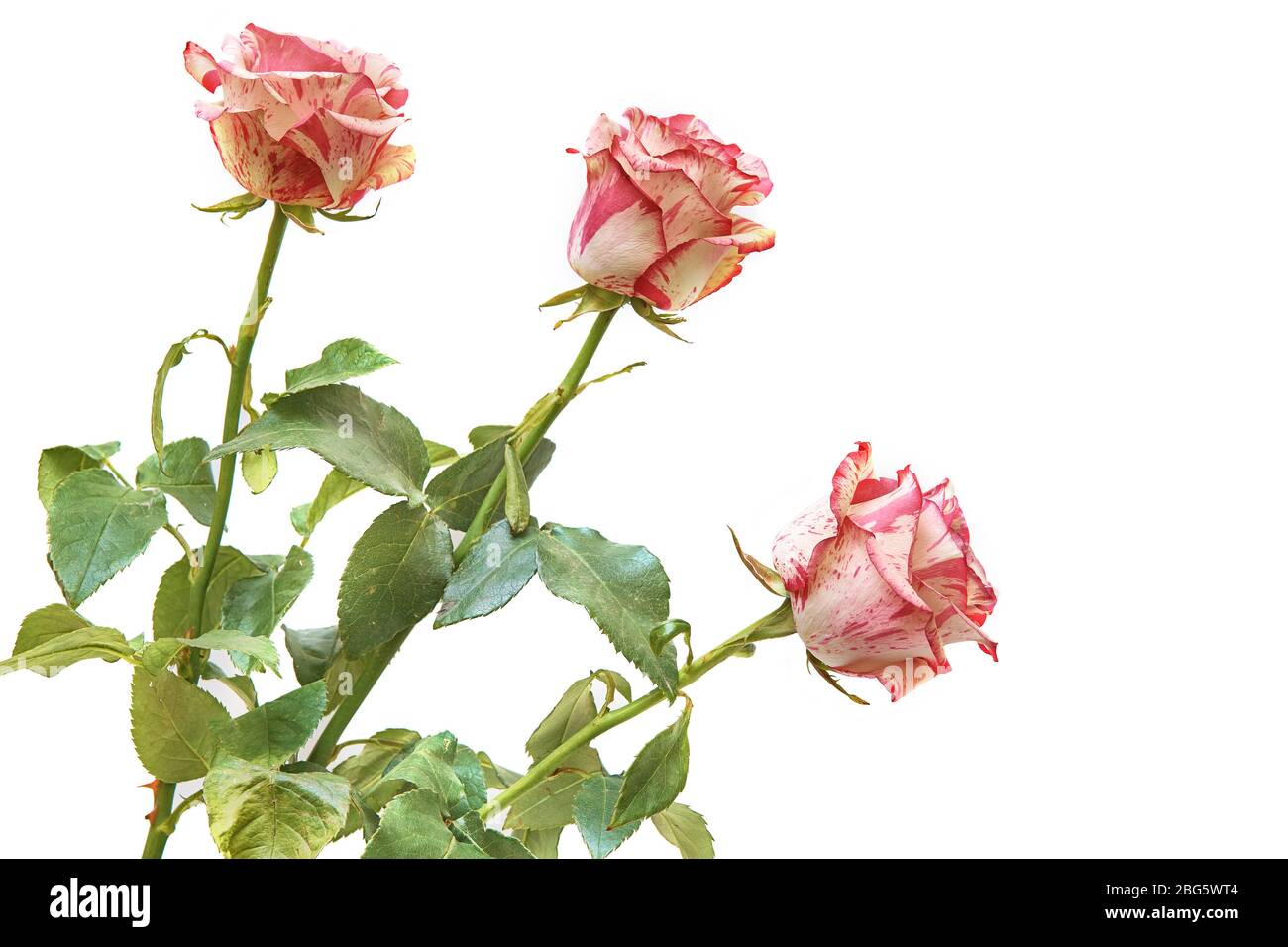 Three roses with red edges of petals on white background Stock Photo ...
