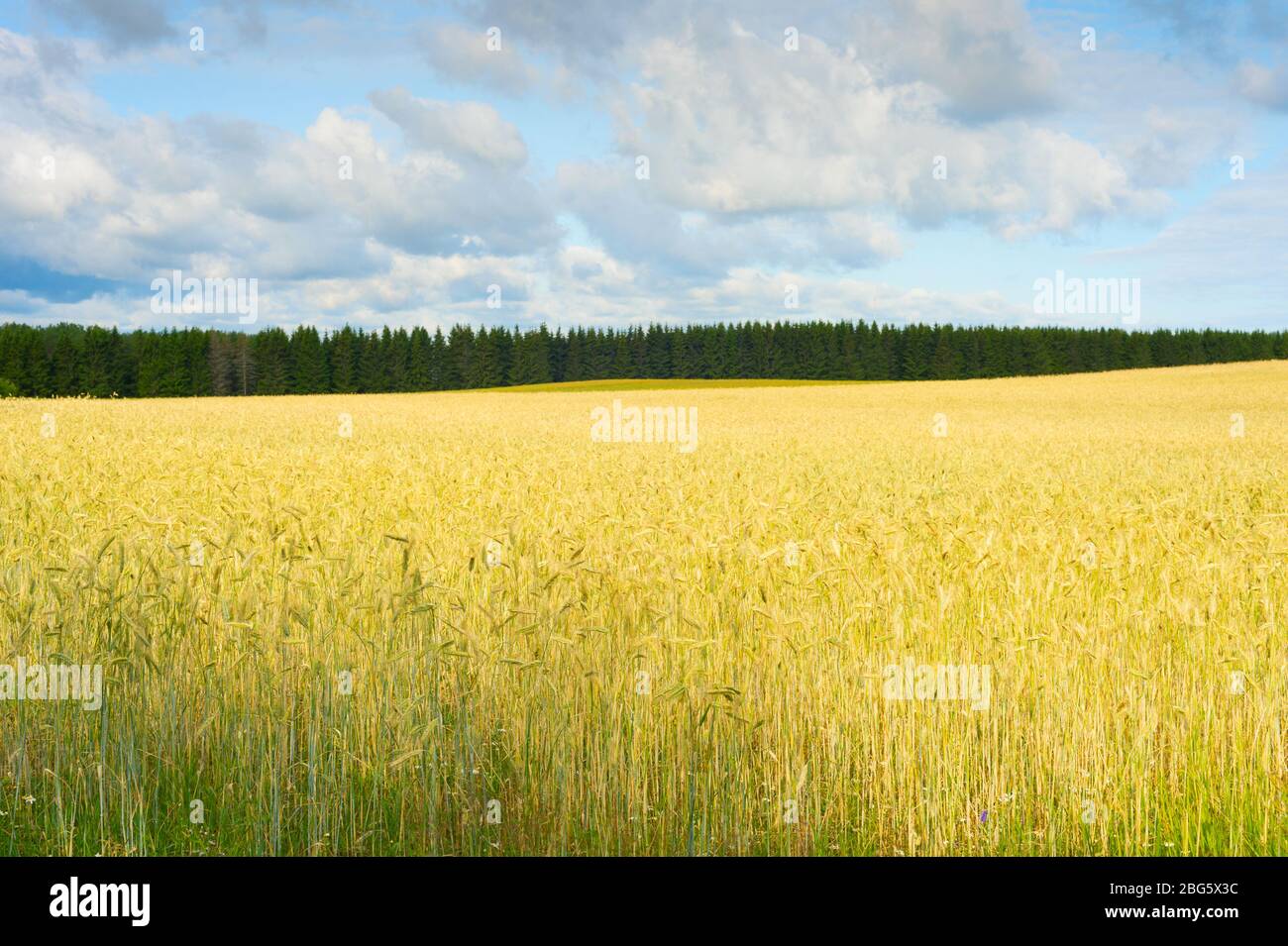 Landscape with wheet field ready for crop in the morning light. Estonia ...