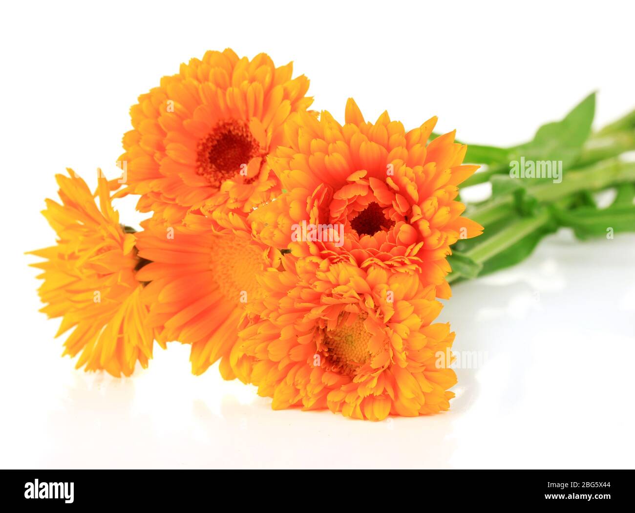 Calendula flowers isolated on white Stock Photo - Alamy