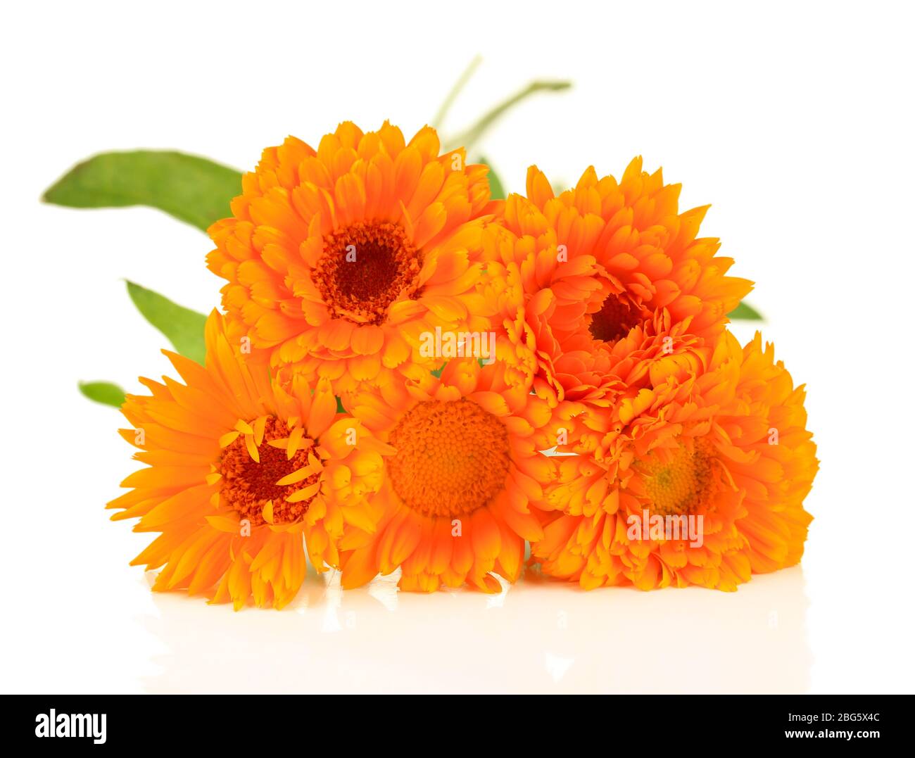 Calendula flowers isolated on white Stock Photo - Alamy