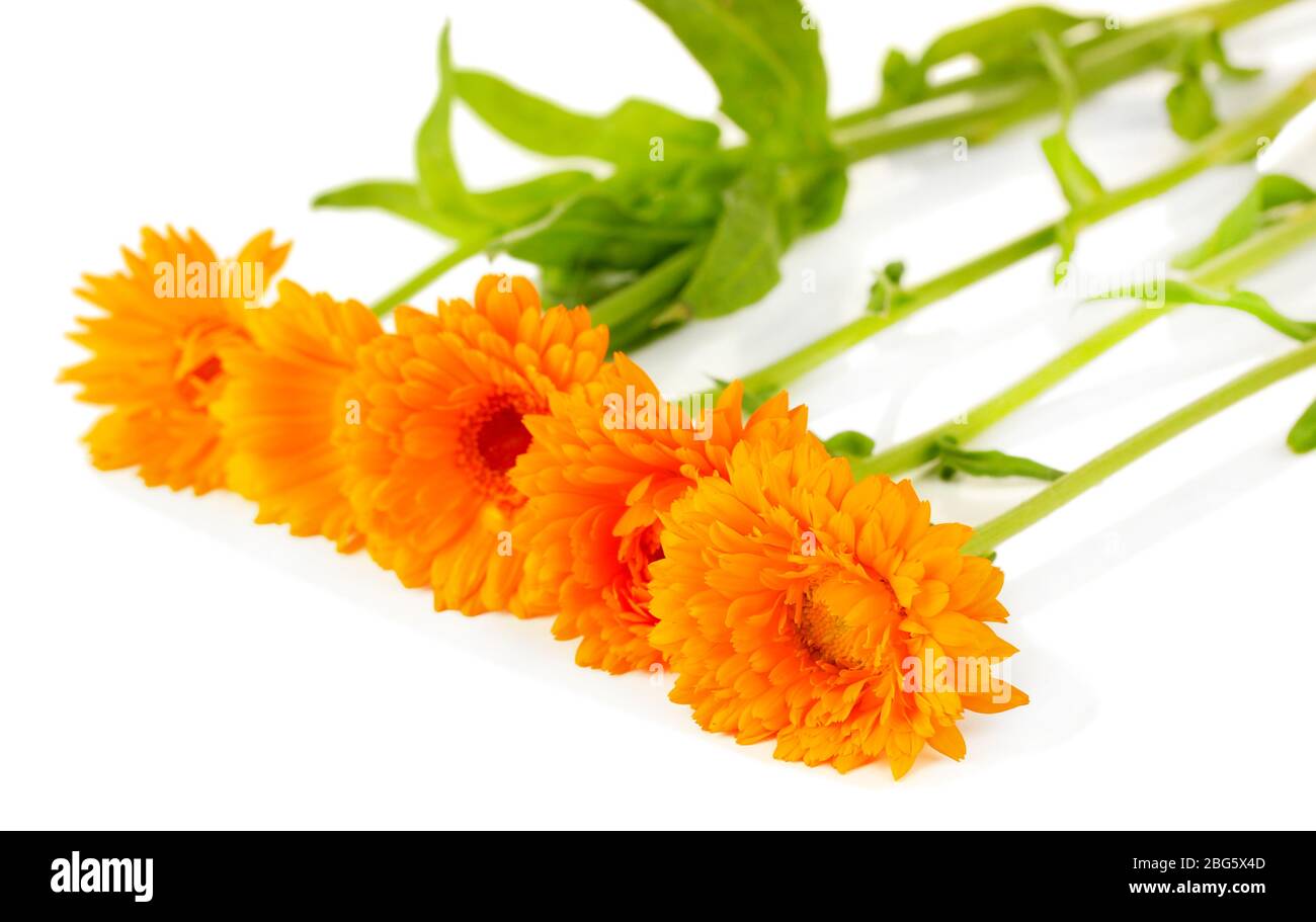 Calendula flowers isolated on white Stock Photo - Alamy