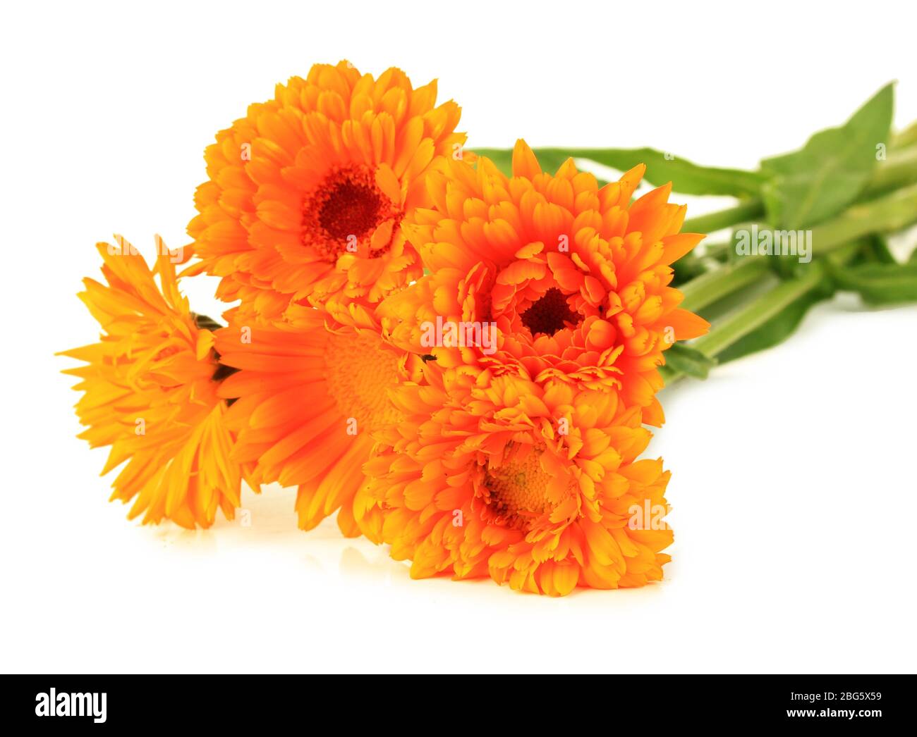 Calendula flowers isolated on white Stock Photo - Alamy