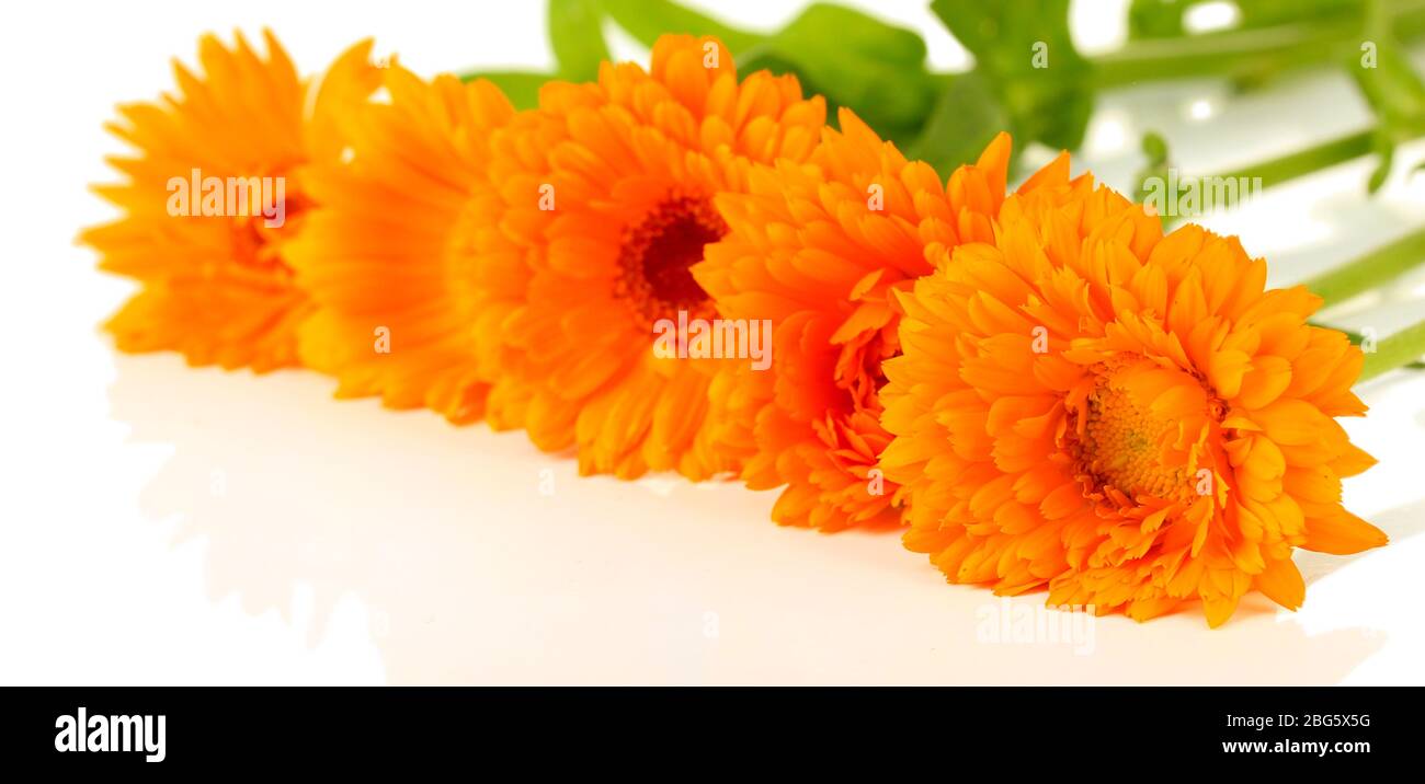 Calendula flowers isolated on white Stock Photo - Alamy