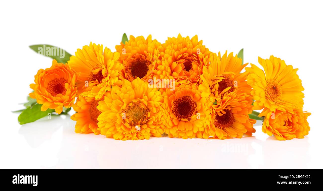 Calendula flowers isolated on white Stock Photo - Alamy
