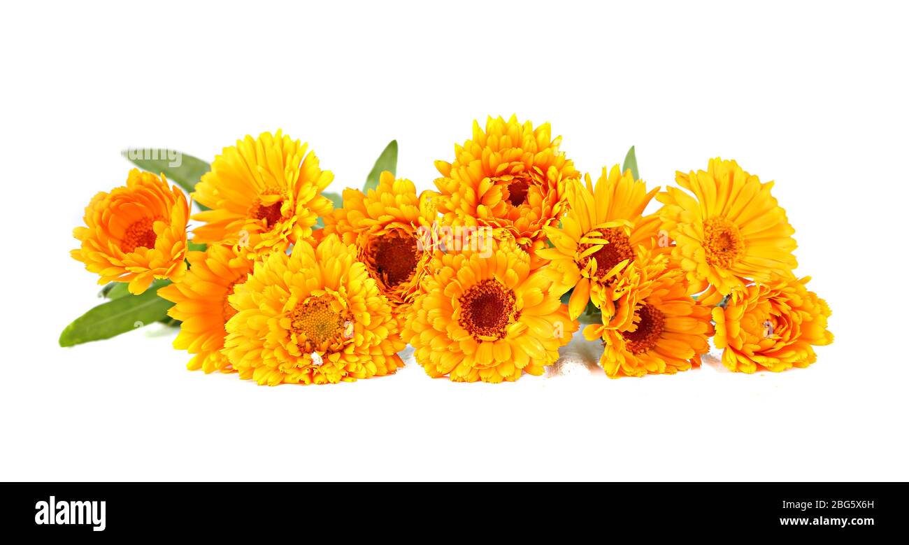Calendula flowers isolated on white Stock Photo - Alamy