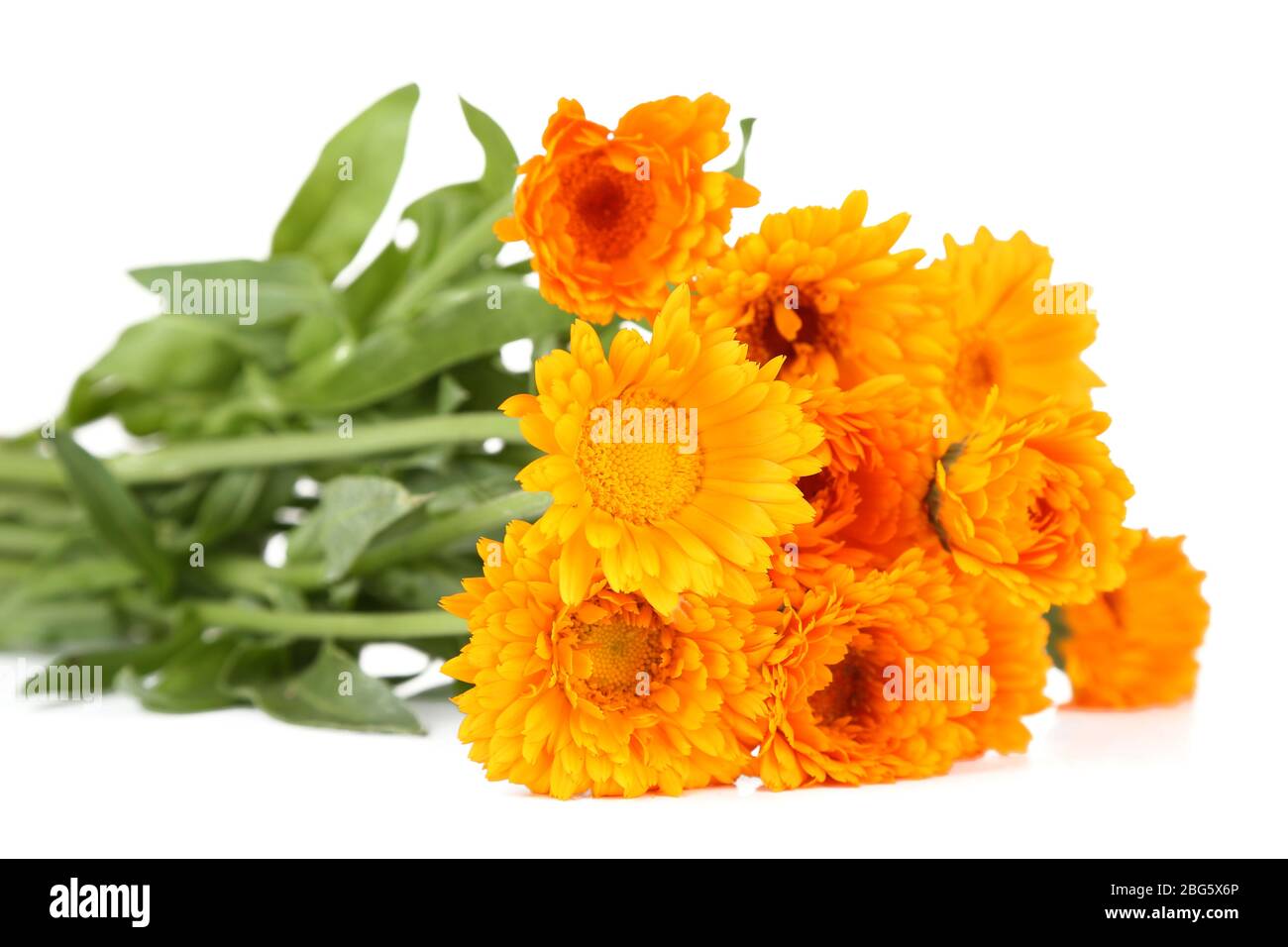 Calendula flowers isolated on white Stock Photo - Alamy