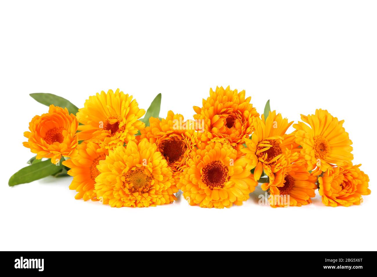 Calendula flowers isolated on white Stock Photo - Alamy