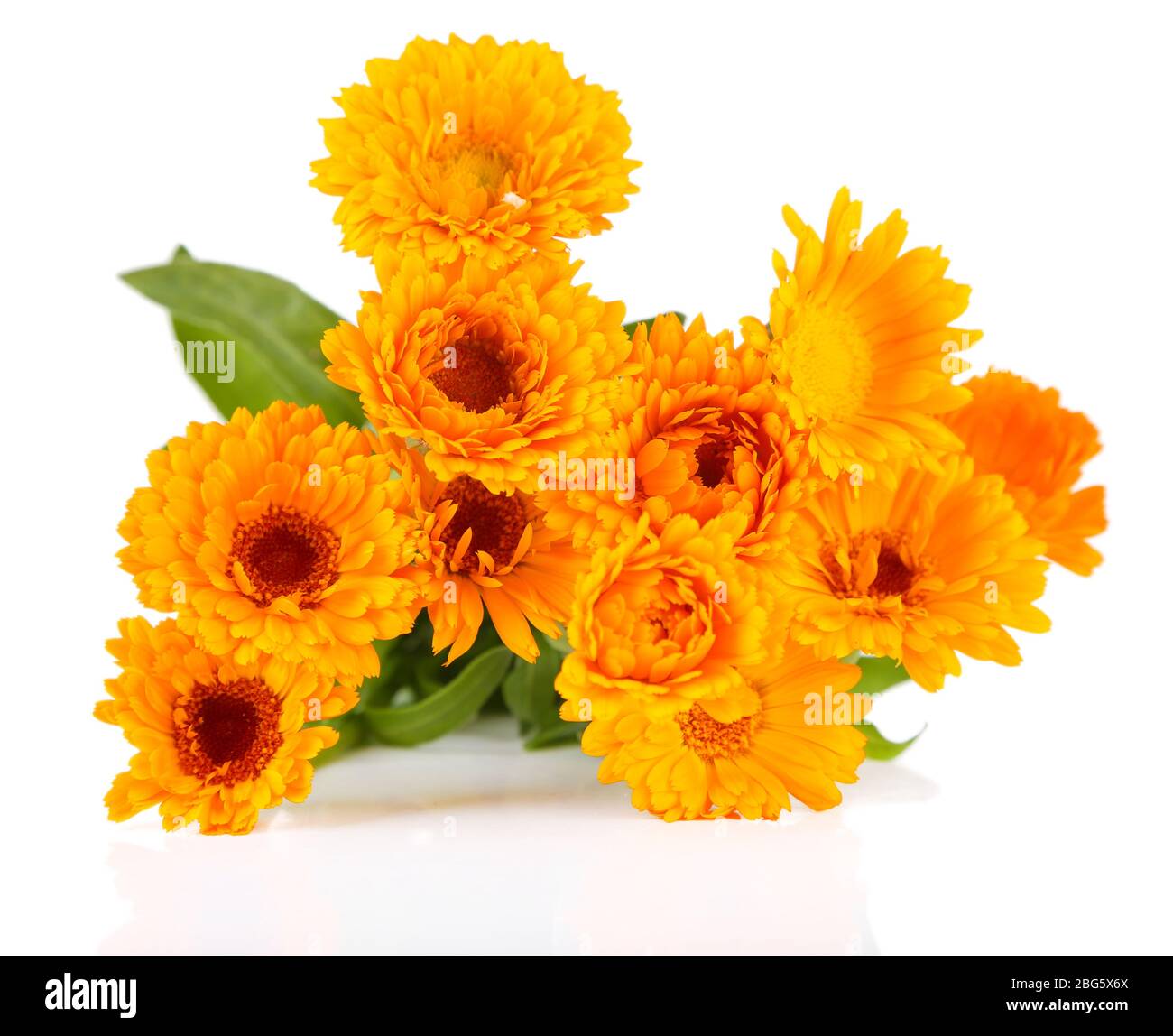 Calendula flowers isolated on white Stock Photo - Alamy