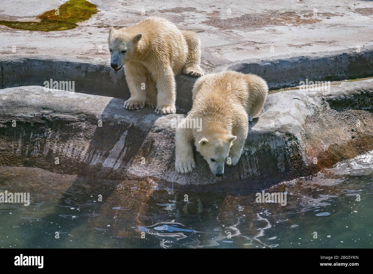 White polar bears Stock Photo - Alamy