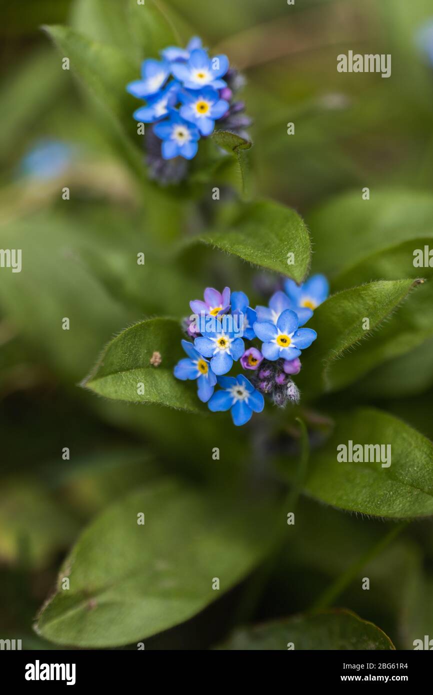 A macro shot of a cluster of blue Forget Me Not flowers Stock Photo - Alamy