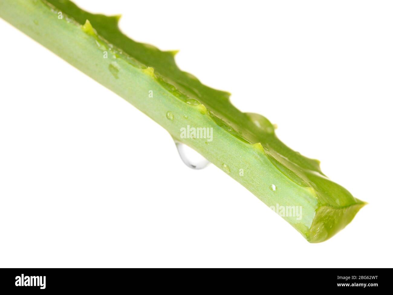 Aloe leaf with drop, isolated on white Stock Photo - Alamy